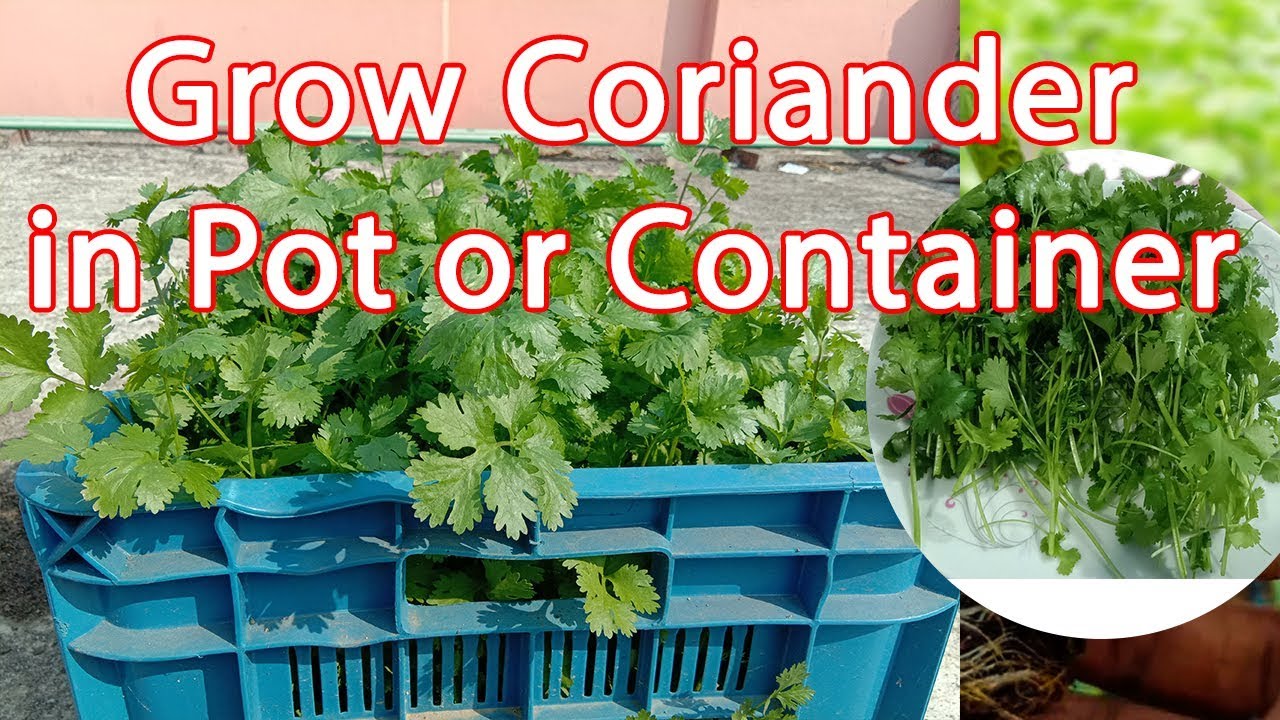 How To Grow Coriander Cilantro Dhaniya In A Container At Home Youtube