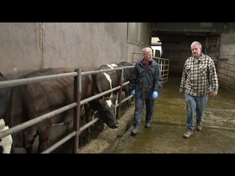 Rispoval IBR Winter Vaccination Video - YouTube