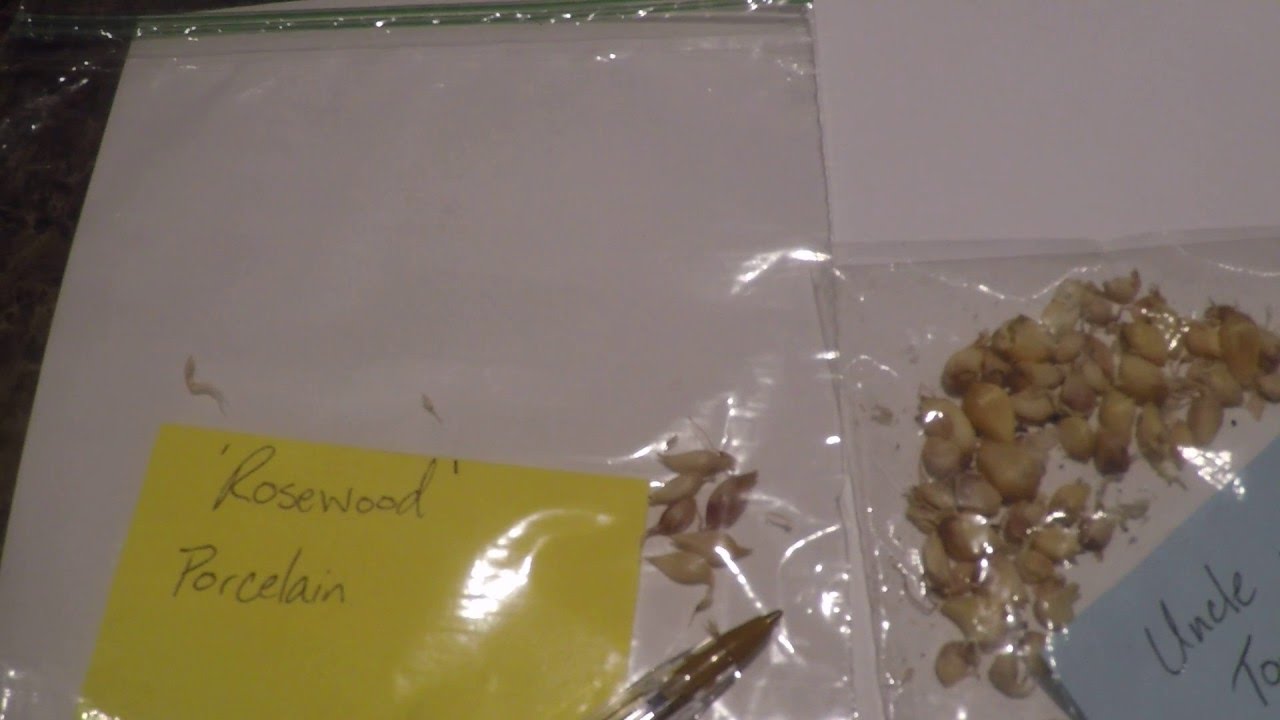 Garlic Bulbils- Different Sizes - YouTube