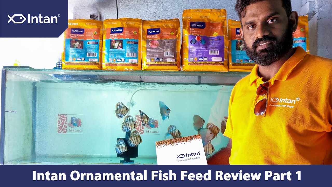 Intan Ornamental Fish Feed Review Part 1 | intan faux worms - YouTube