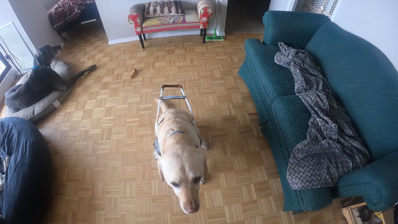 Happy International Guide Dog Day - YouTube