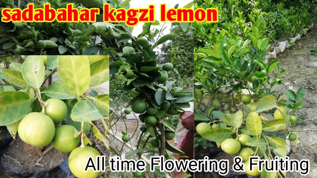 Sadabahar Kagzi lemon || Baramasi Kagzi Lemon_All time Flowering ...