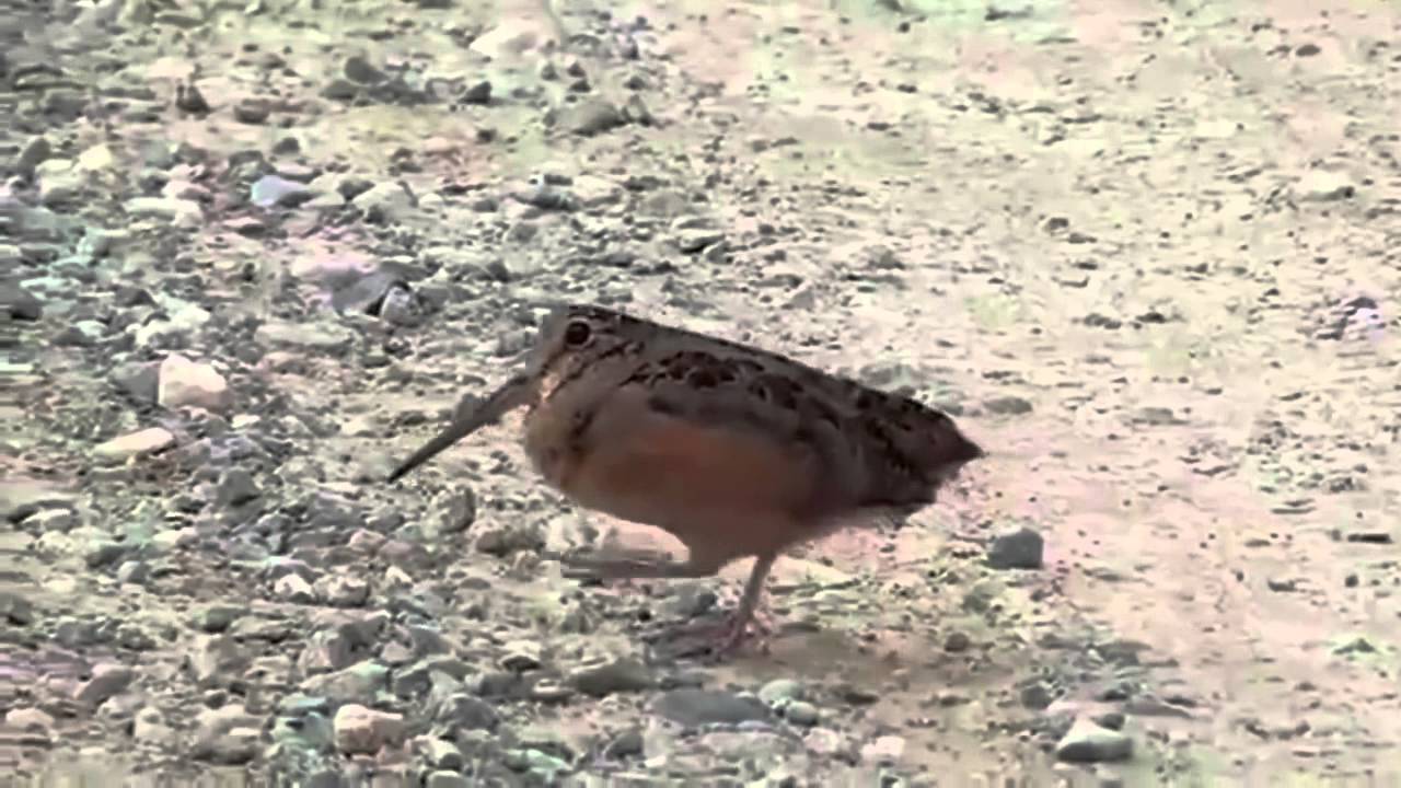 Dancing birds got swag! - YouTube
