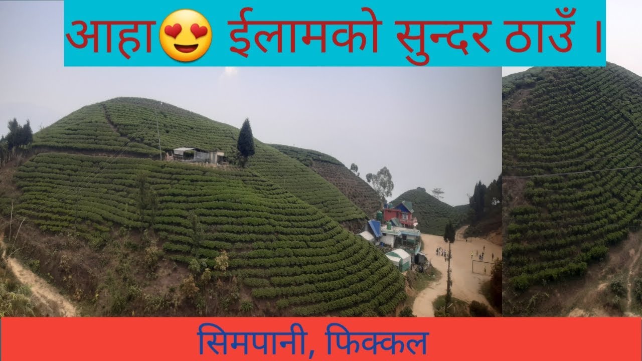 The Must Beautifull Simpani Ilam. Tea Garden in Nepal. - YouTube