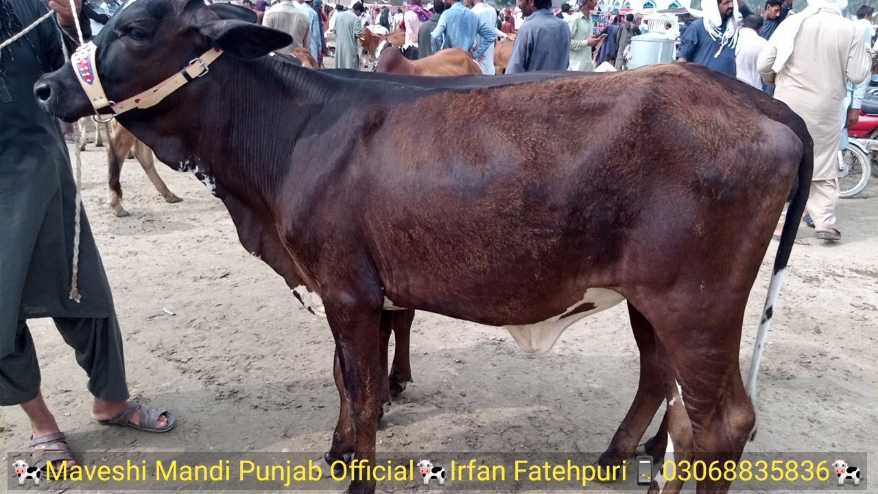 Walati Friesian Cow For Sale - Walati Friesian Cow Price at Cow Mandi ...