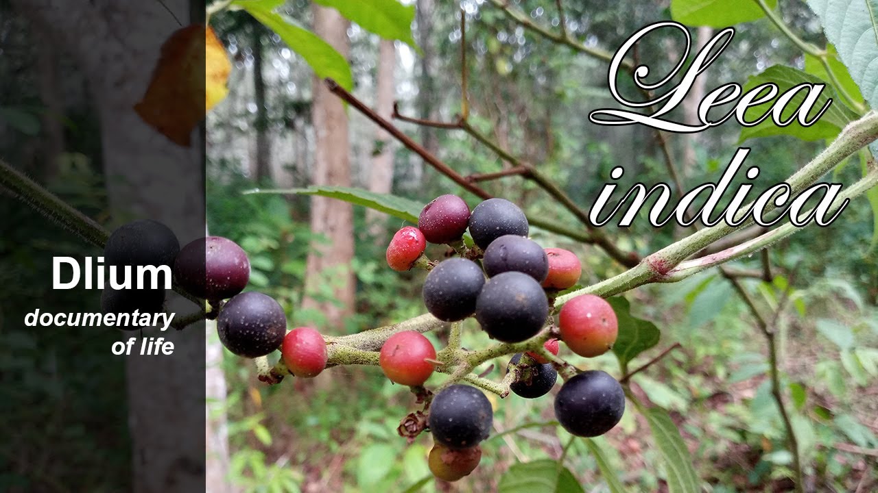 Bandicoot berry (Leea indica) - part 2 - YouTube