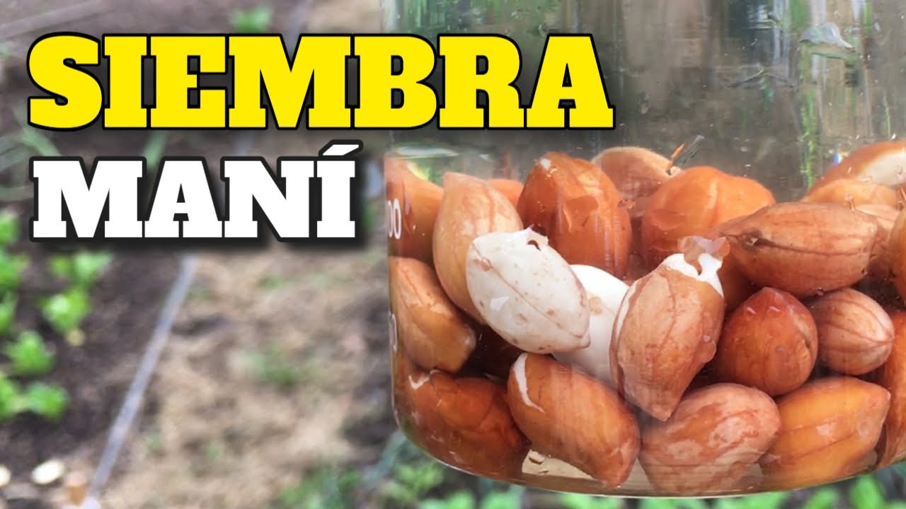 Cultivo de MANI o CACAHUATE 🥜Te EXPLICAMOS CÓMO SEMBRARLO - Siembra en ...