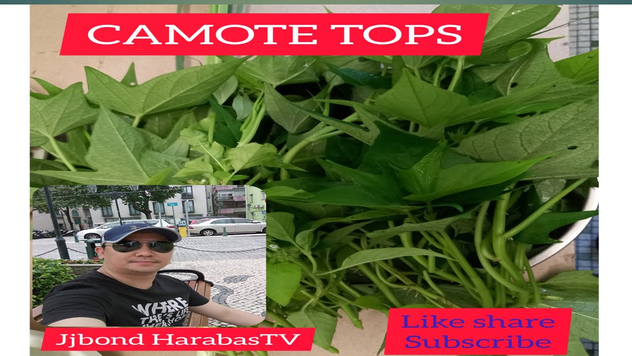 CAMOTE TOPS OR TALBOS NG KAMOTE - YouTube