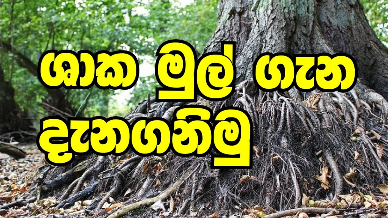 ශාක මුල් ගැන දැනගනිමු||Tree #science #nature - YouTube