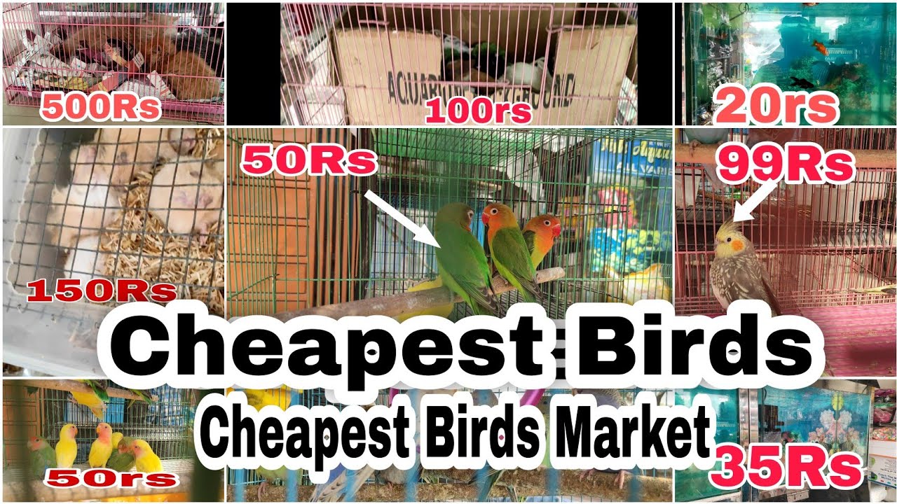 Cheapest Birds|| Chepest Birds Market|| New Delhi 🔥😍 - YouTube
