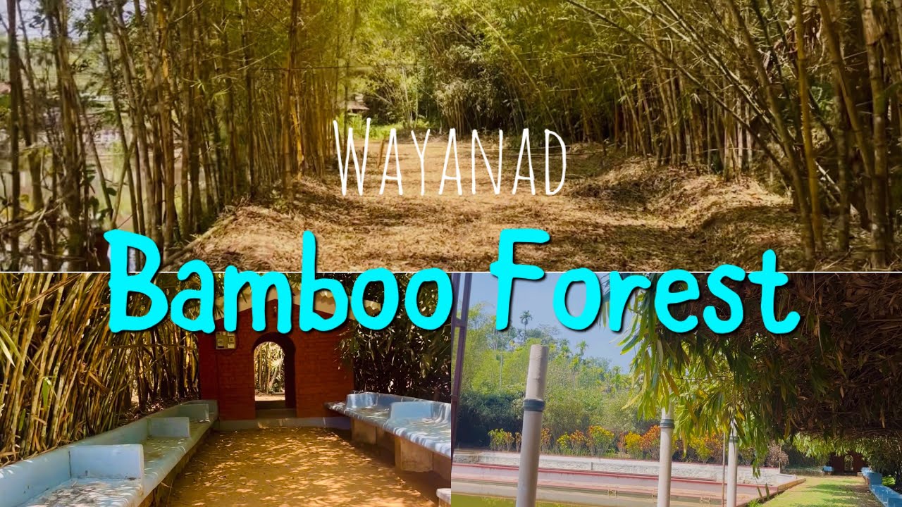 Bamboo Park | Nadavayal #travel #wayanad #wayanaddiaries #honeymoon # ...
