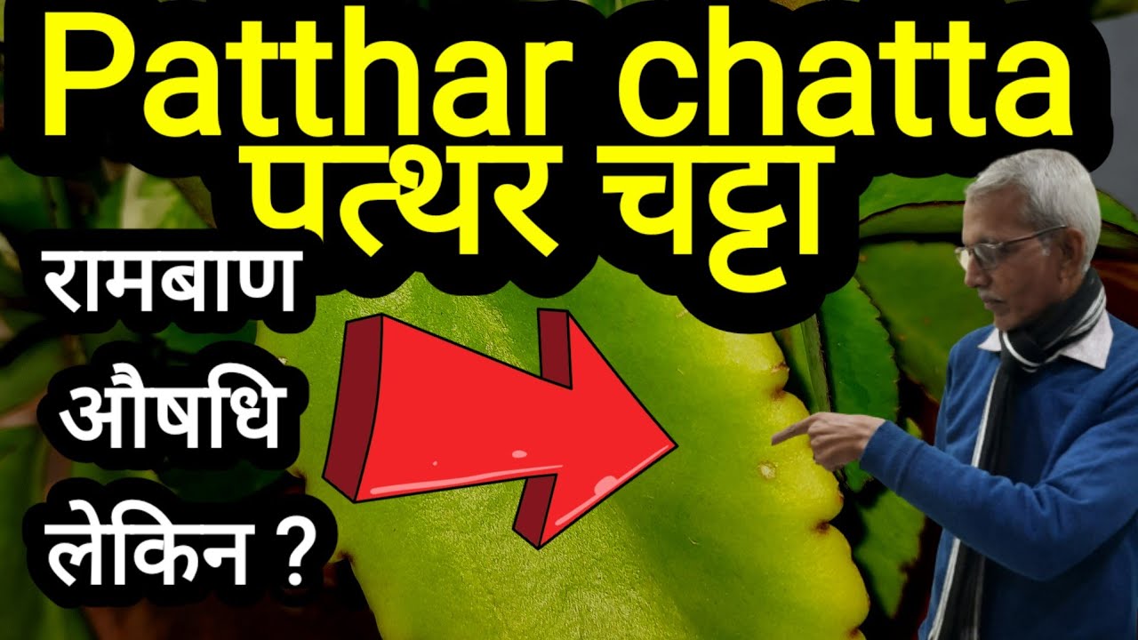 पत्थरचट्टा के फायदे अनेक| patthar chatta| patthar chatta ke phyde |पथरी ...