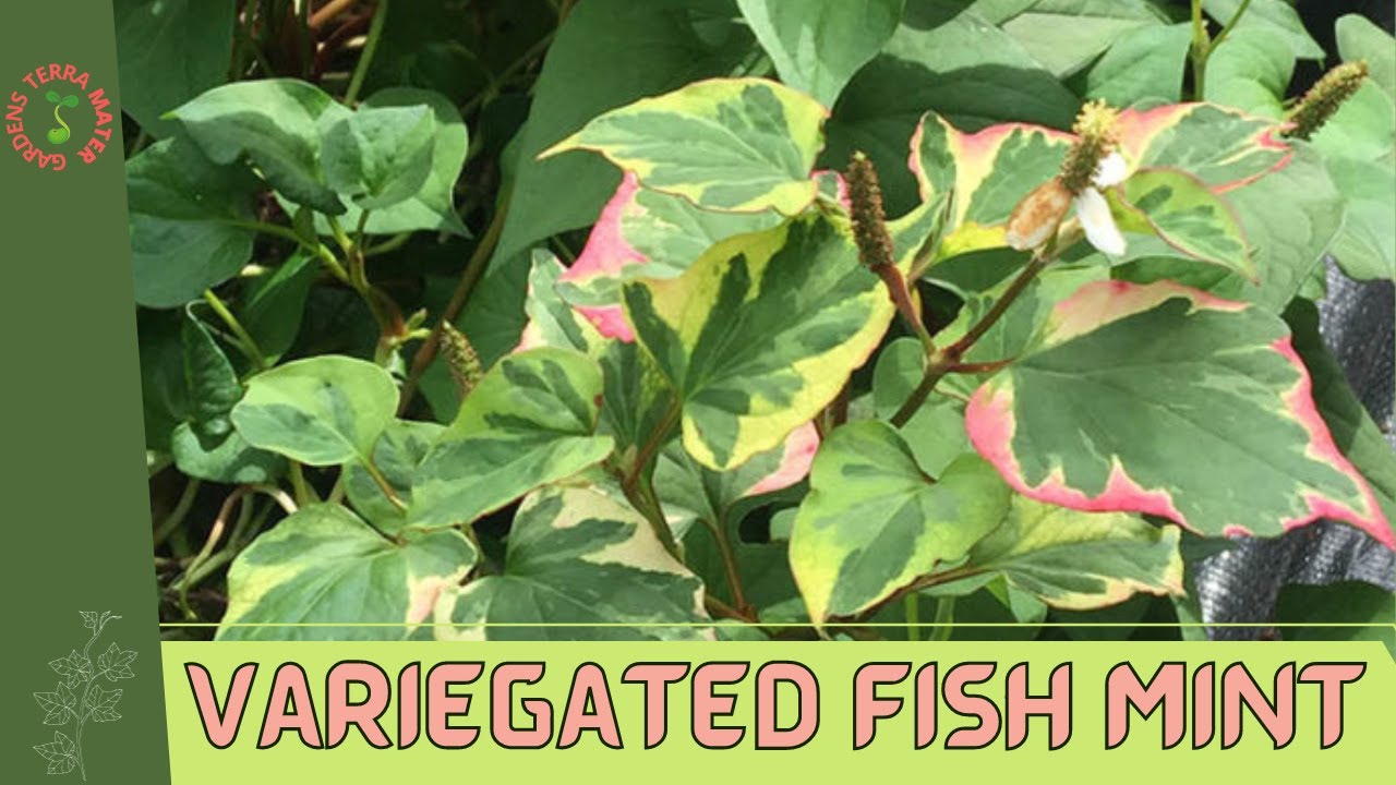 Variegated Fish Mint (Houttuynia cordata 'Chameleon'): A Colorful Herb ...