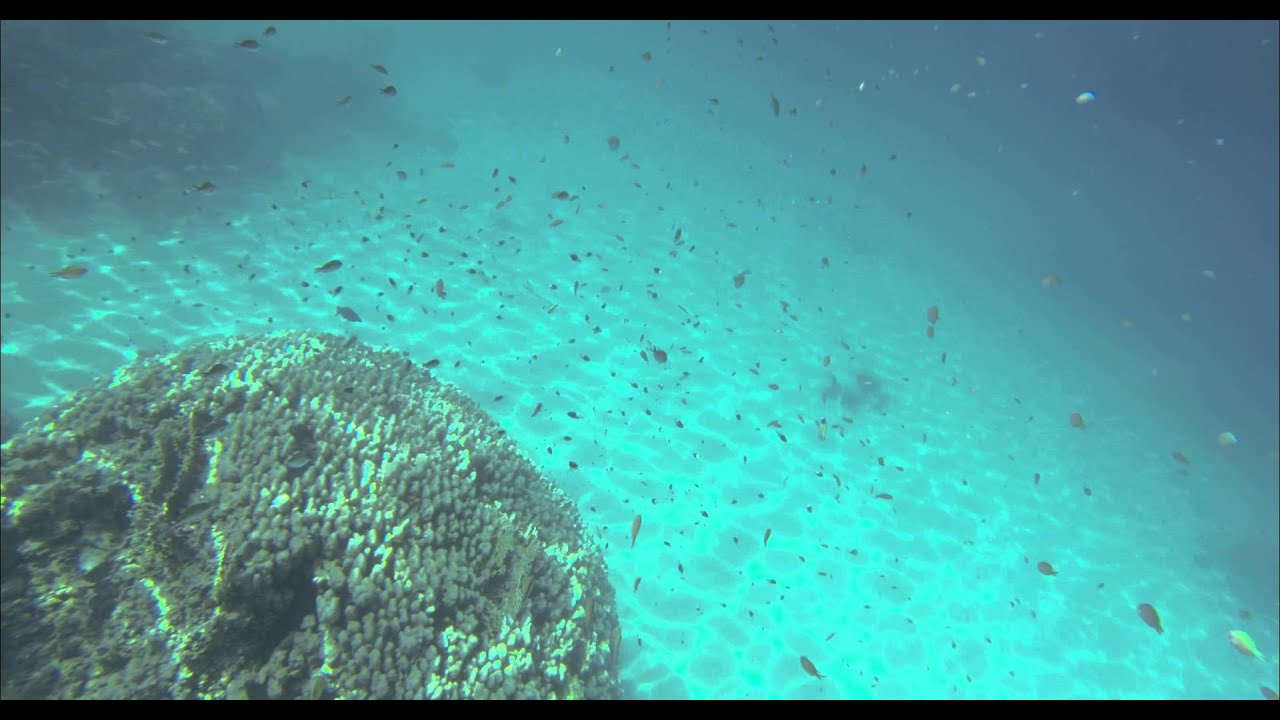Red Sea Underwater - Rotes Meer Unterwasser - CC BY-NC-SA Royalty Free ...