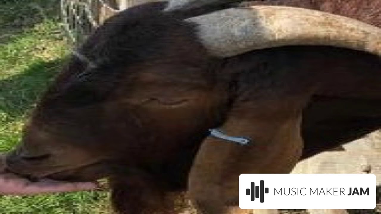 DJ panda %3A grassy - YouTube