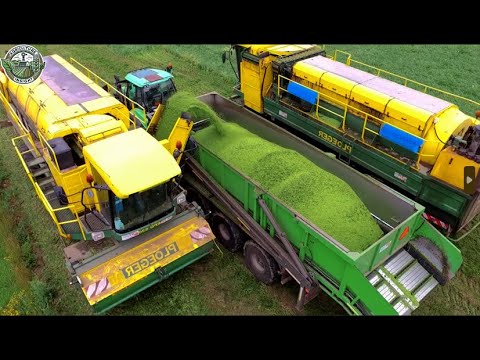 1.8 Billion Pounds Of Peas Are Harvested And Processed This Way | Agriculture Technology