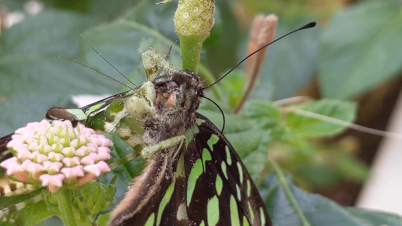 Praying Mantis feeding on butterfly, zoomed - YouTube