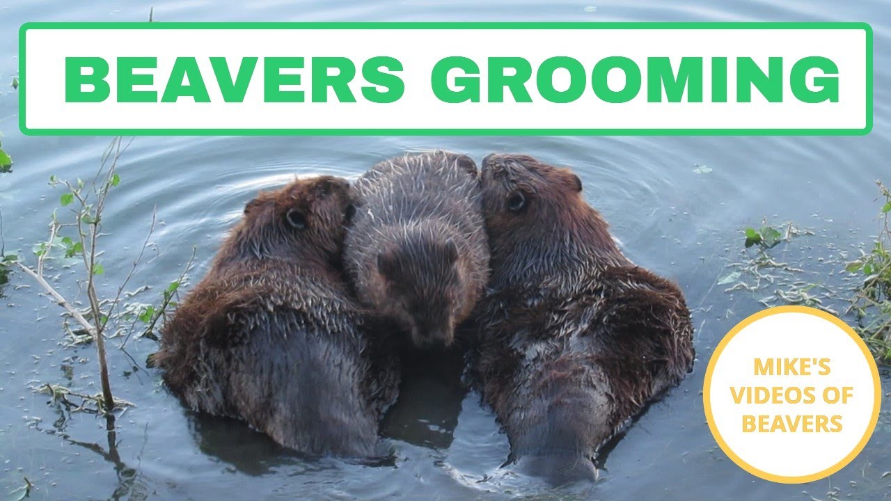 Watch These 3 Beavers Grooming Their Fur: VERY COOL!!! - YouTube