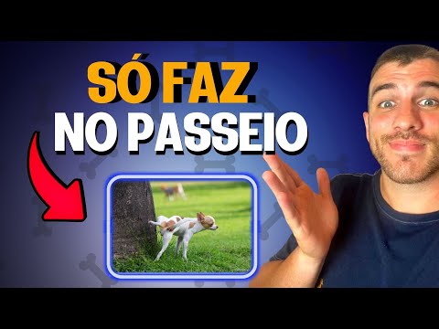 Meu Cachorro Fica Segurando o Xixi (O QUE FAZER)