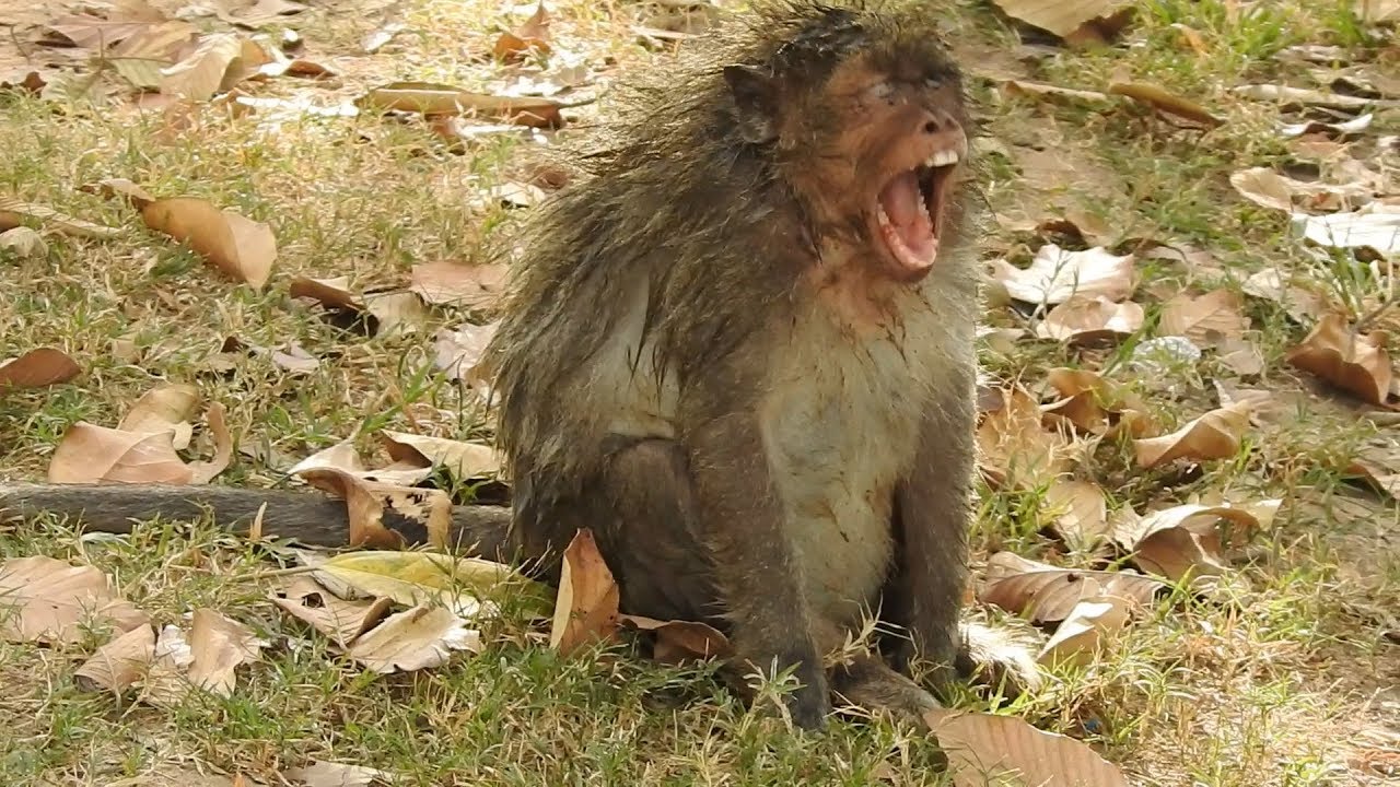 Drew situation after fighting with Dolly / Monkey post - YouTube