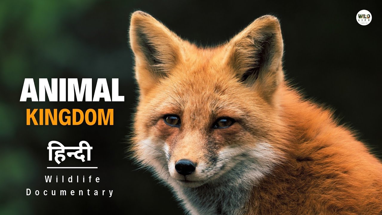 New Animal Kingdom - हिन्दी डॉक्यूमेंट्री | Wildlife documentary in ...