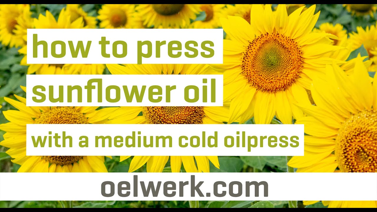 sunflower oil pressing with popular medium cold oilpress - made in ...