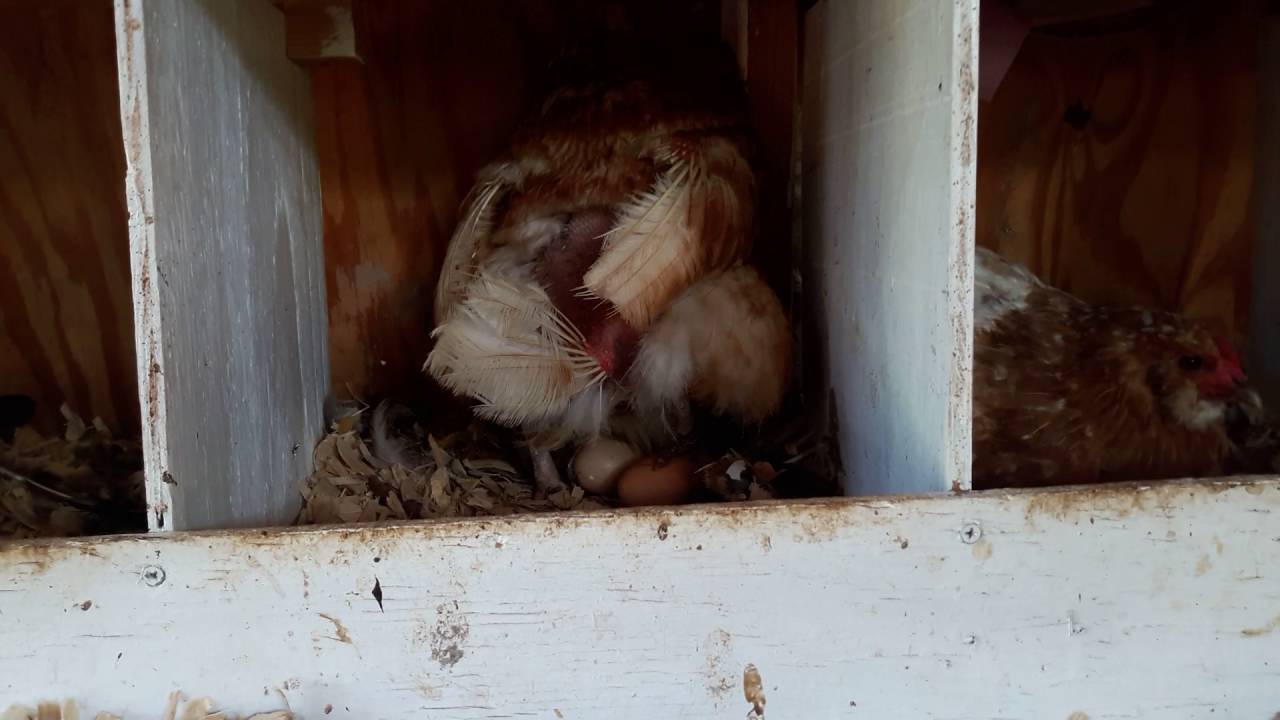 Red Sex Link Chicken Laying An Egg Youtube
