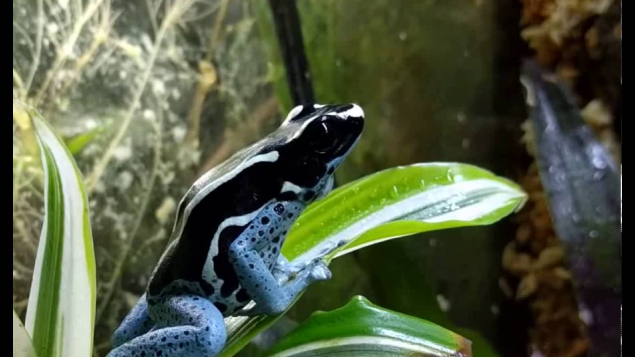 Dendrobates tinctorius 'Powder Blue' Calling - YouTube