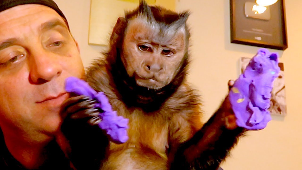 Monkey LOVES Play-Doh - YouTube