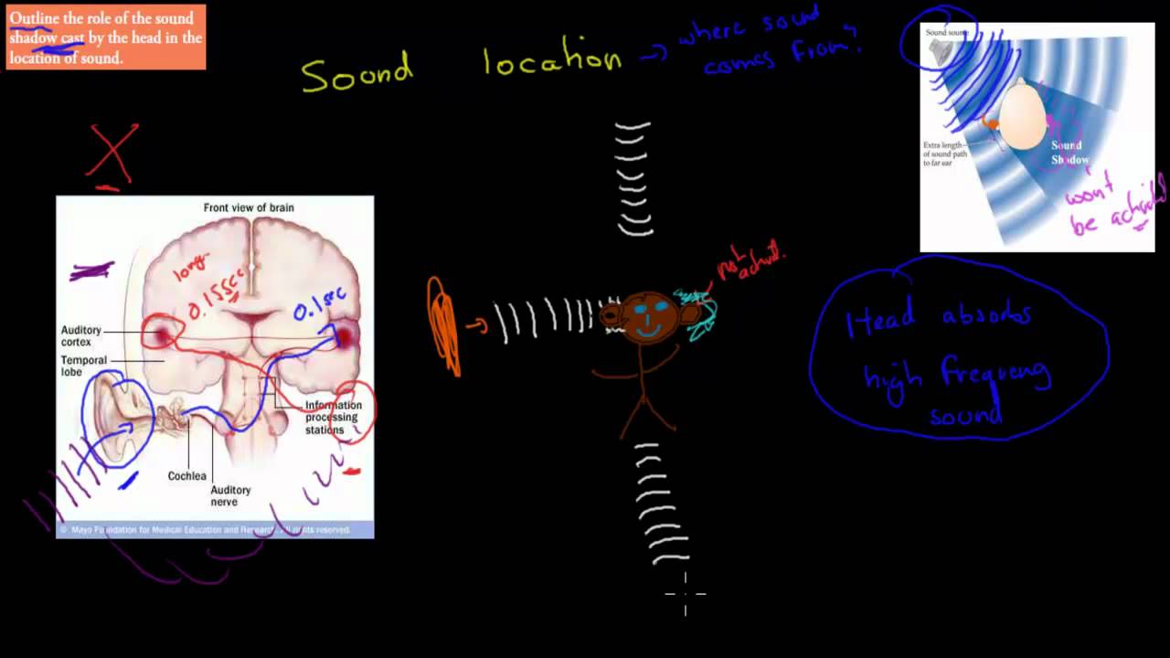 C.6.7. Sound shadow and sound location (HSC biology) - YouTube