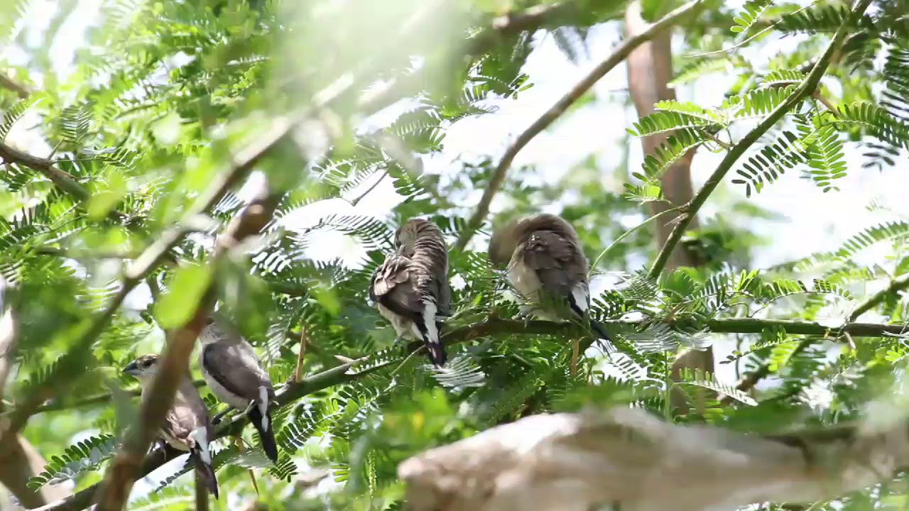 Original Bird song with beautiful view - YouTube