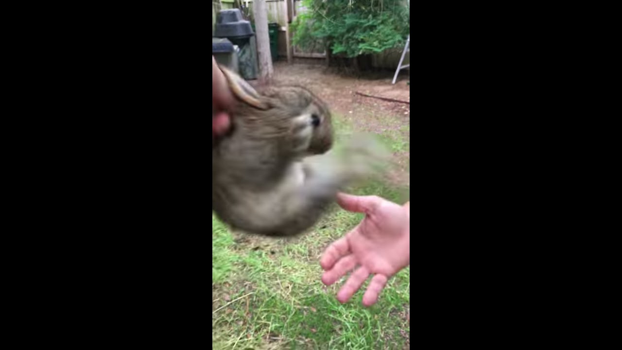 Screaming wild Baby rabbit flys - YouTube
