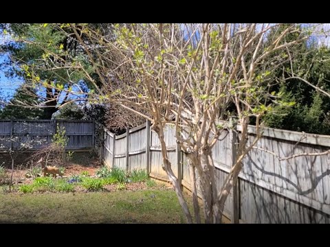 Pruning Seven Son Flower, Heptacodium, to a smaller sized Tree - YouTube