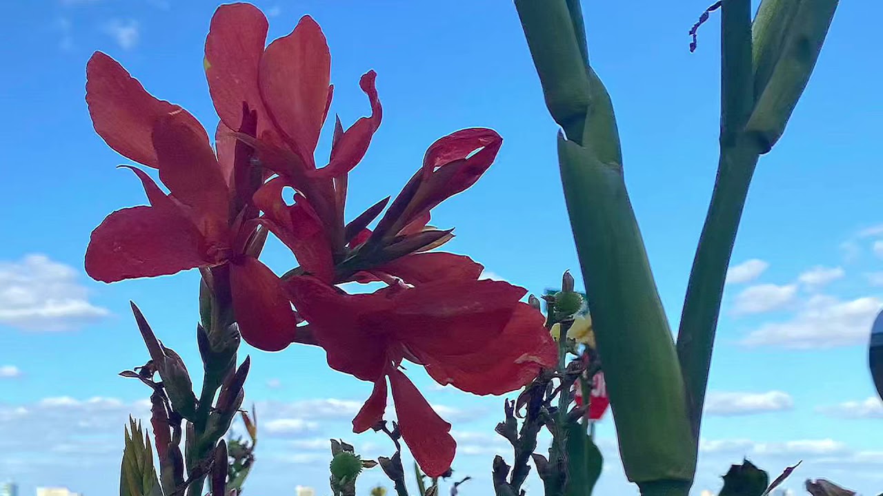 Waving Flowers and Calm Music - YouTube