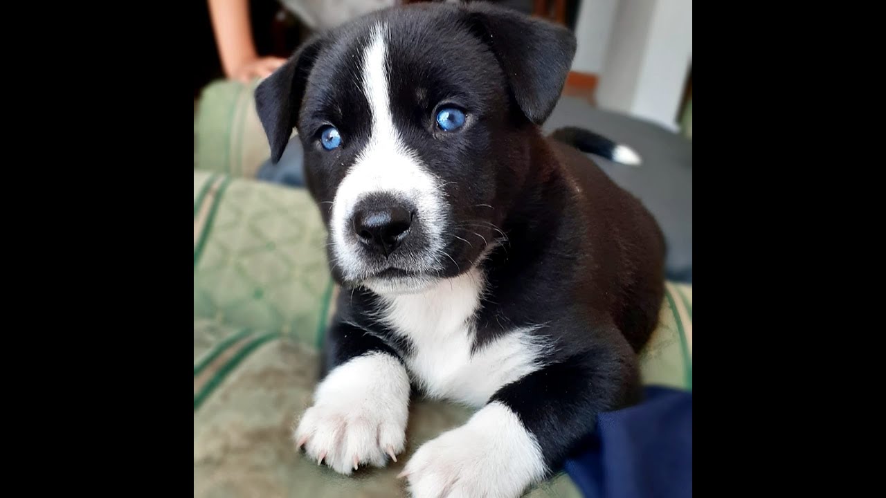 Cruce de pitbull y lobo siberiano parte 2 mix pitsky - YouTube