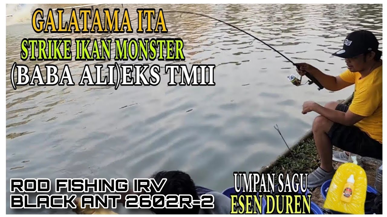 UMPAN SAGU ESEN DUREN//STRIKE IKAN MONSTER GALATAMA TELAGA ITA (BABA ...