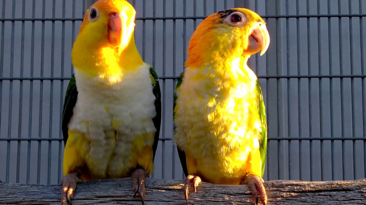 White bellied caiques young pair at sunset - YouTube