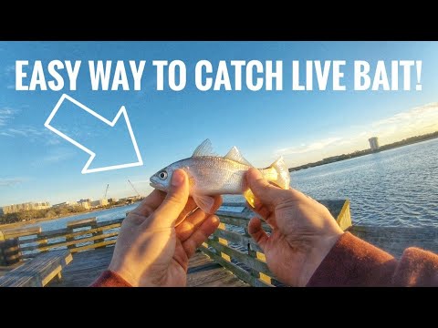 Easiest Way to Catch Live Bait! - YouTube
