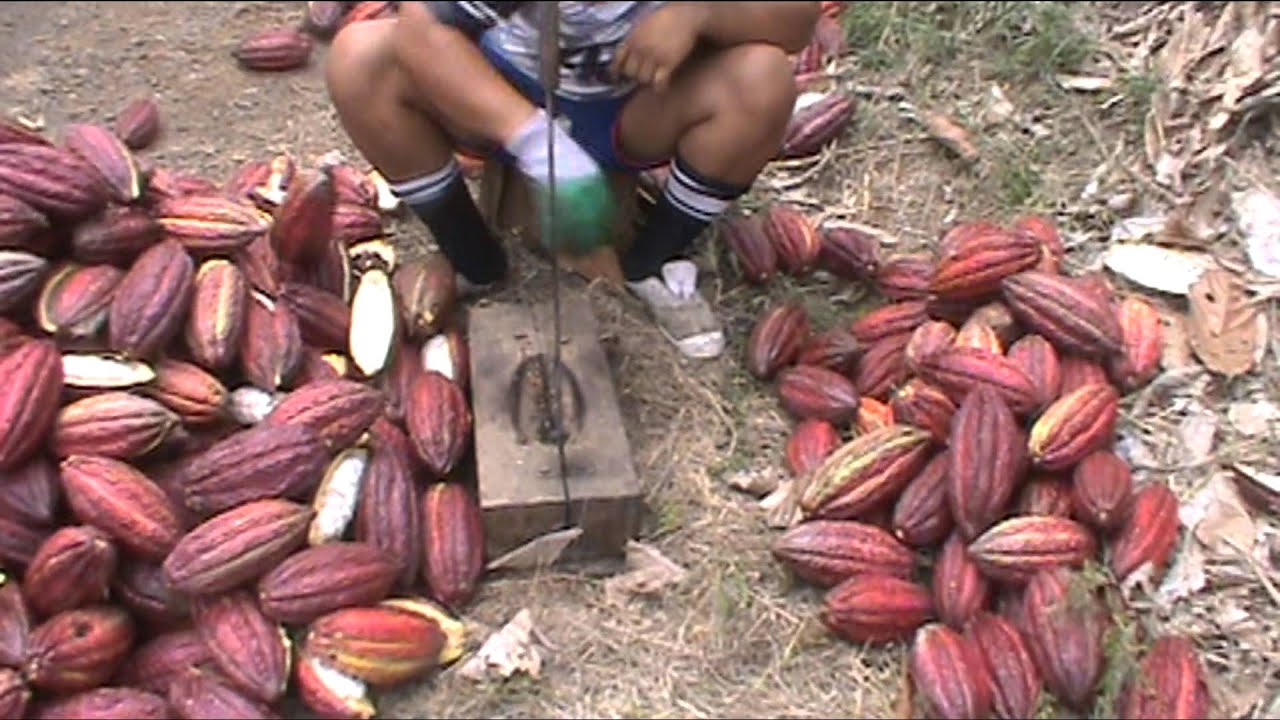 presentación cascaras - YouTube