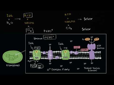 Işığa Bağımlı Tepkimelere Genel Bakış (Fen Bilimleri) (Biyoloji)