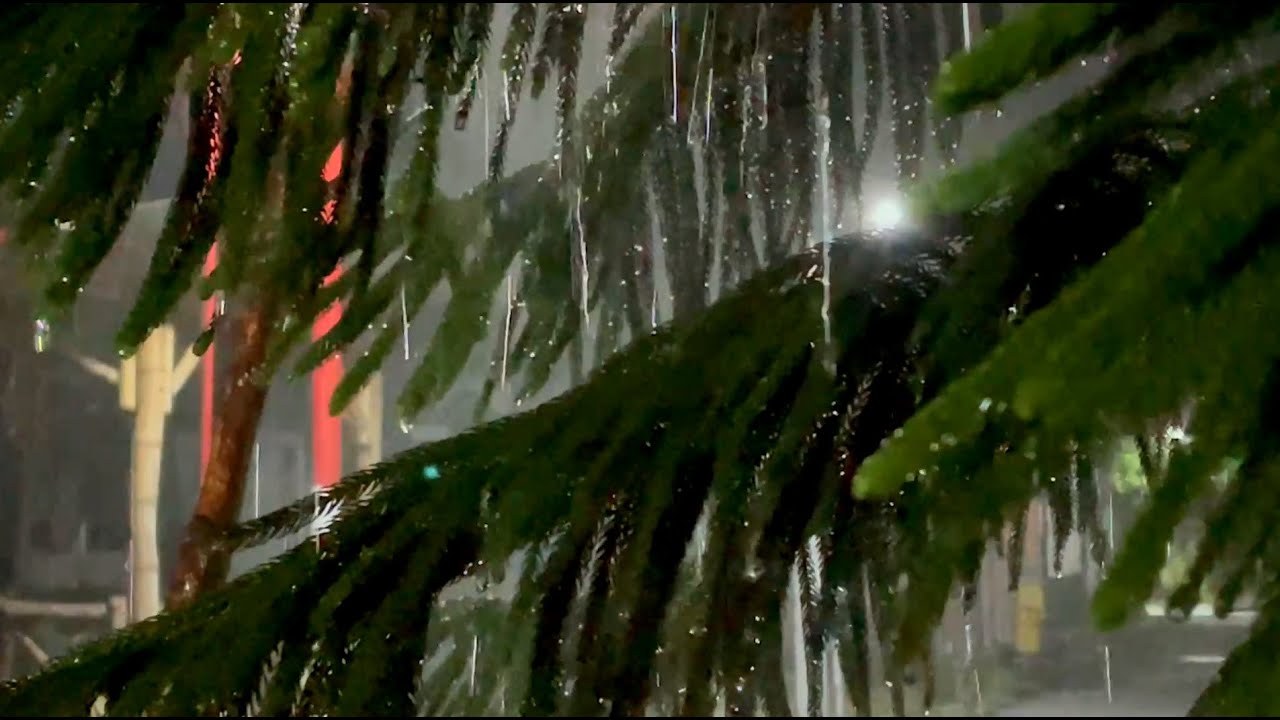 Soft Rainfall in Nature, ASMR Sounds for Peaceful Nights | Sleeping ...