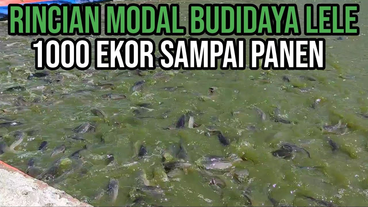 Usaha ternak lele : Rincian modal lengkap dan ter perinci memulai ...