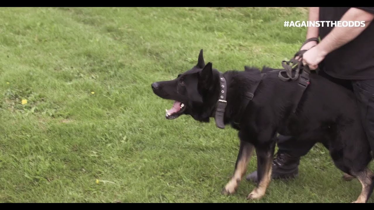 Against The Odds: Stevo The Madman versus attack dogs - YouTube
