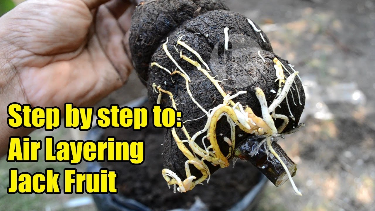 How To Grafting (Air Layering) JackFruit Step by Step - YouTube