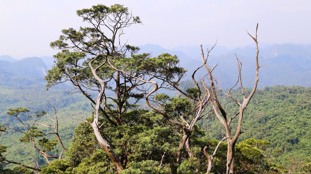 Rừng Bách Xanh 500 Năm Tuổi Duy Nhất Thế Giới Ở Quảng Bình | Calocedrus ...