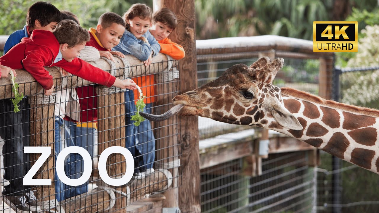 At The Zoo - Beautiful Animals | Elephant, Lion, Tiger, Monkey ...