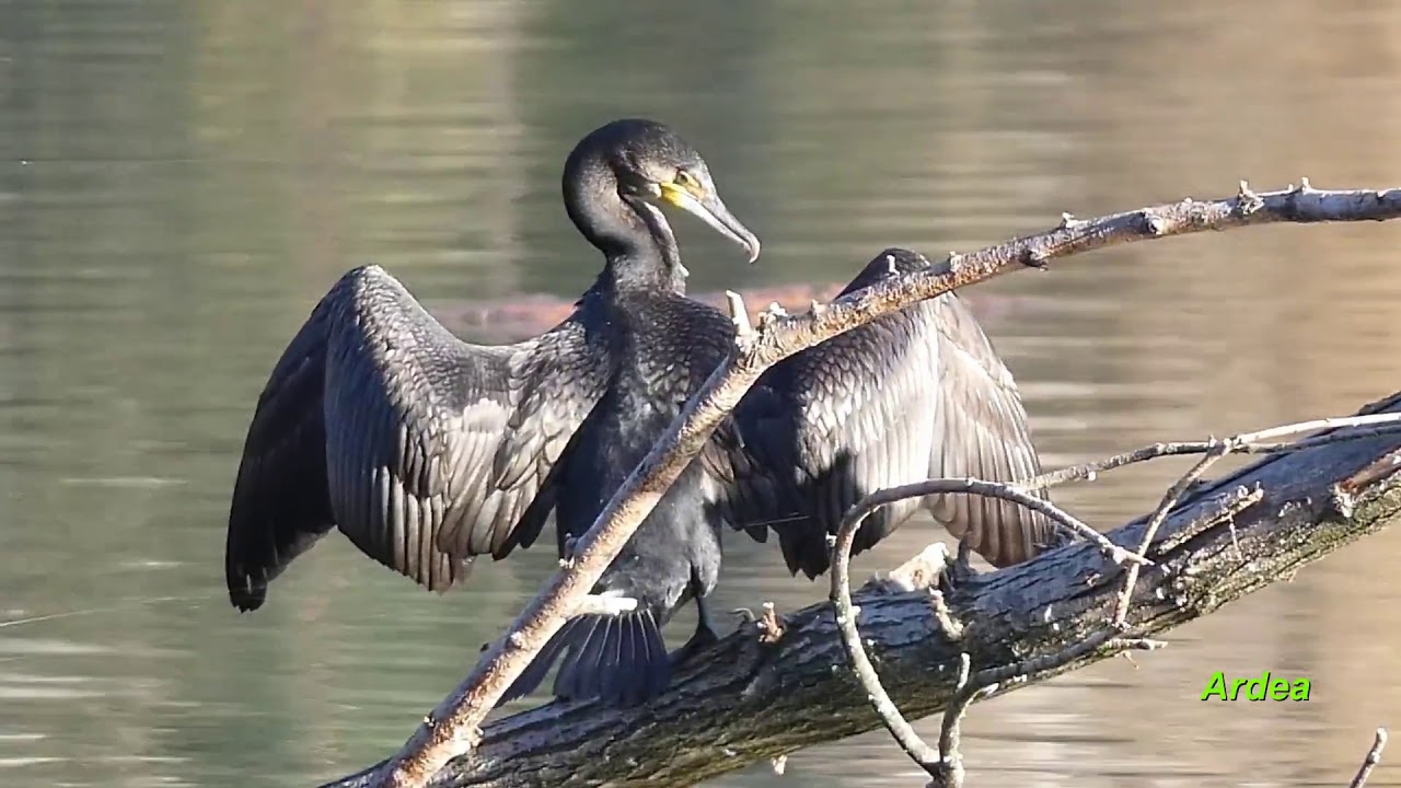 Kormorán veľký Phalacrocorax carbo 11´ - YouTube