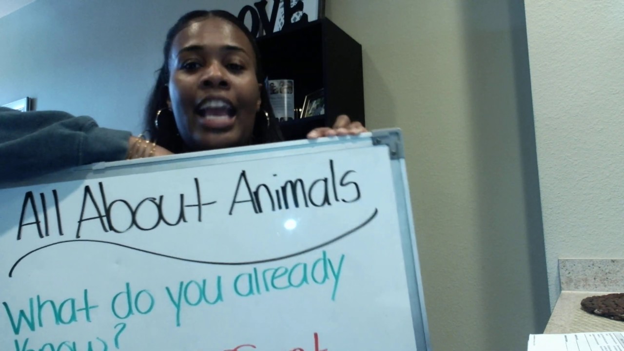1ST GRADE SCIENCE: ANIMAL CHARACTERISTICS! - YouTube