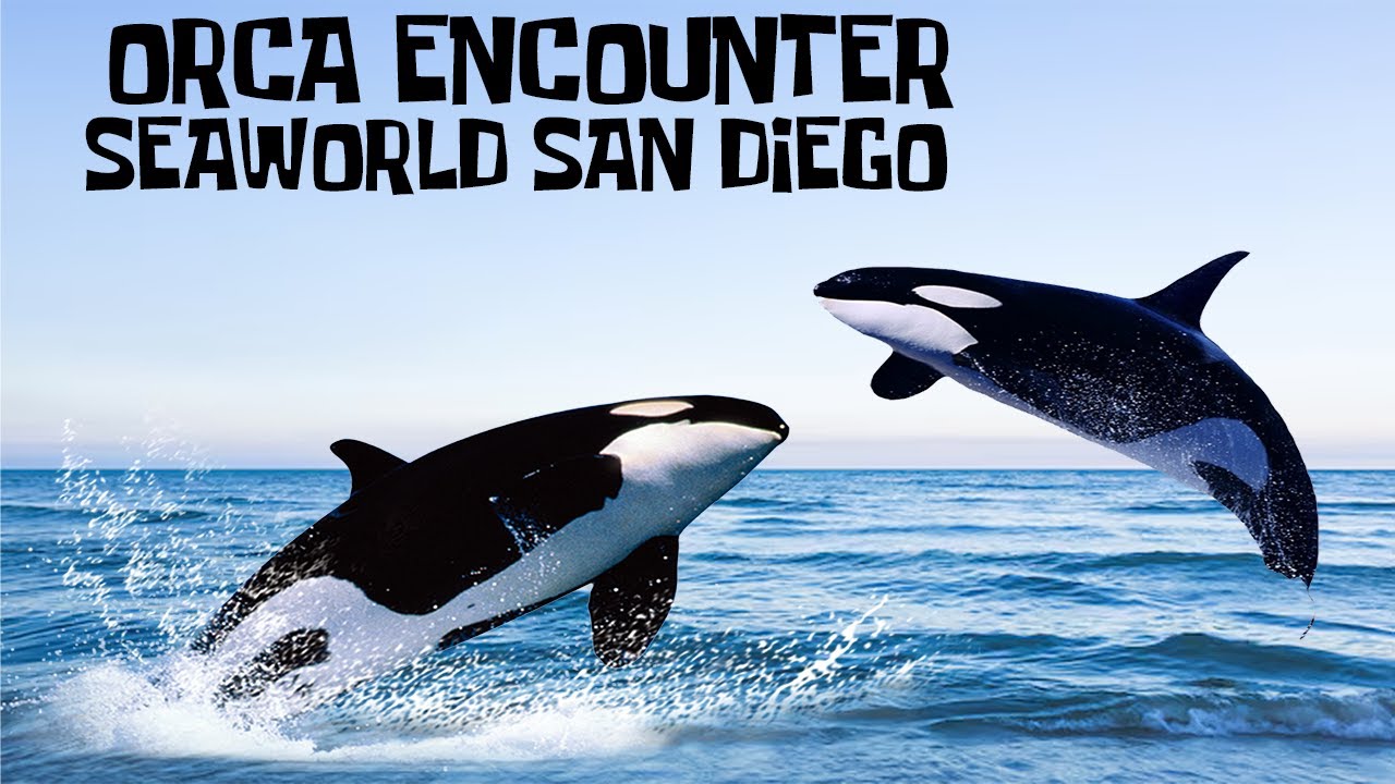 Uncaged Zoo Tours: Orca Encounter at SeaWorld San Diego ft. Orcas # ...