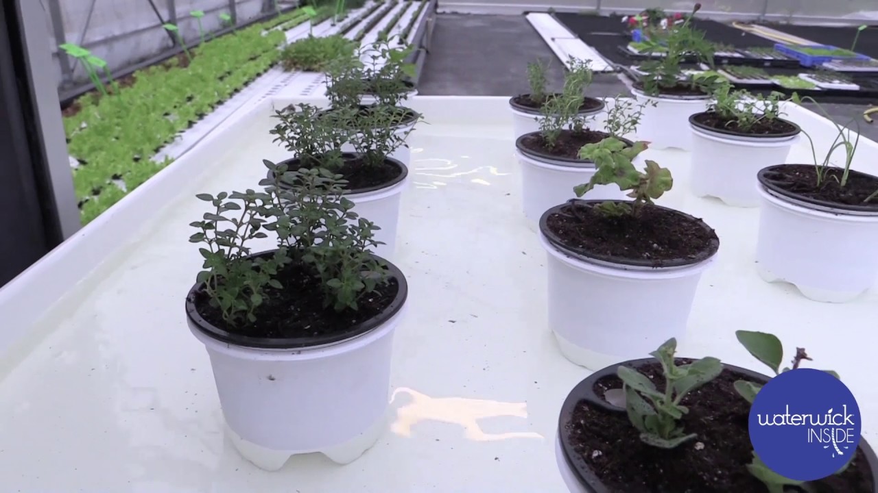 Waterwick Ebb and Flow System - YouTube